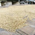 Barako Coffee: A Comprehensive Guide to the Philippines' Brew