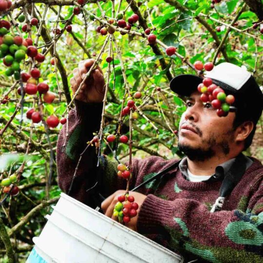 Barako Coffee: A Comprehensive Guide to the Philippines' Brew