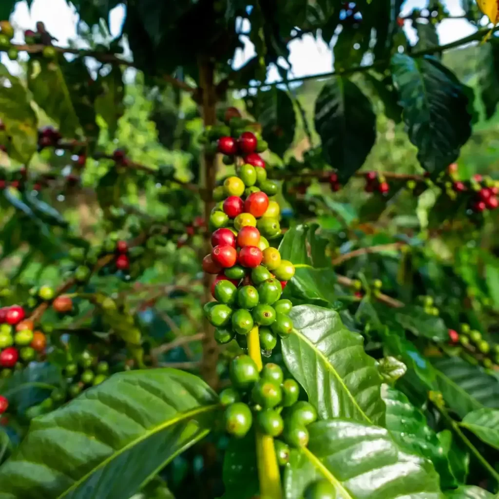 Best Puerto Rican Coffee: A Guide to the Signature Brews of Authentic ...