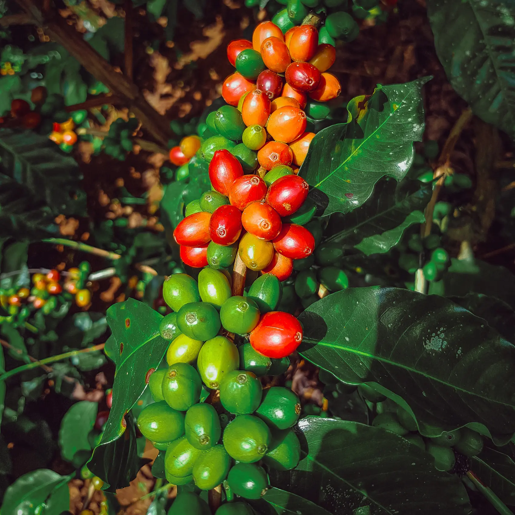 Batian Coffee: A Journey Through Flavor and Sustainability - The Coffee ...